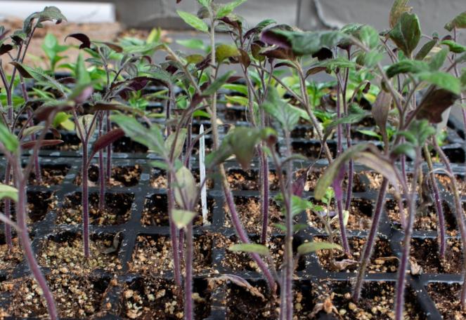 How to Harden Off Seedlings in 7 Days – The Art of Cottagemaking