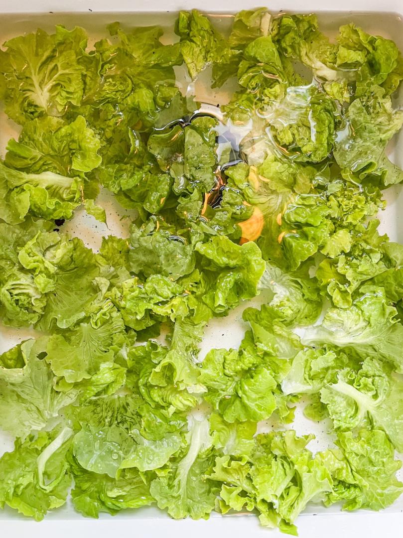 Butterhead Lettuce | How to Grow + Tips – The Art of Cottagemaking