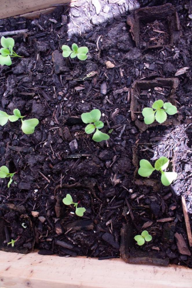 How to Layer a Raised Garden Bed – The Art of Cottagemaking