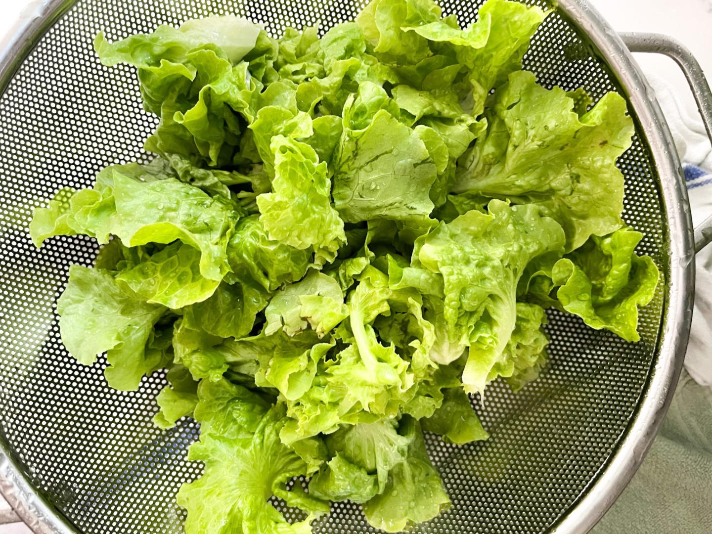 Butterhead Lettuce | How to Grow + Tips – The Art of Cottagemaking