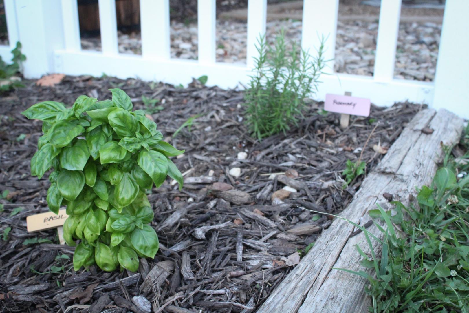 Summer Gardening Guide for the Backyard Gardener – The Art of Cottagemaking