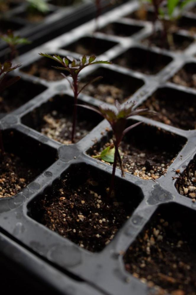 How to Harden Off Seedlings in 7 Days – The Art of Cottagemaking